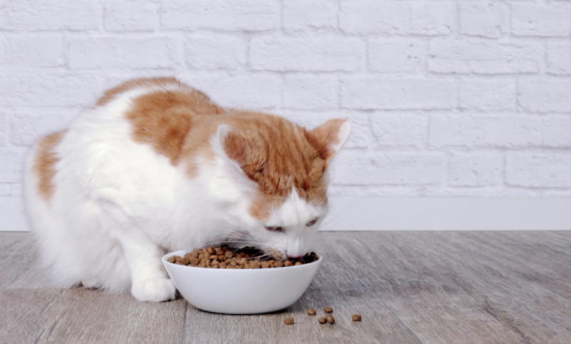 Nutrition pour chats / Félins